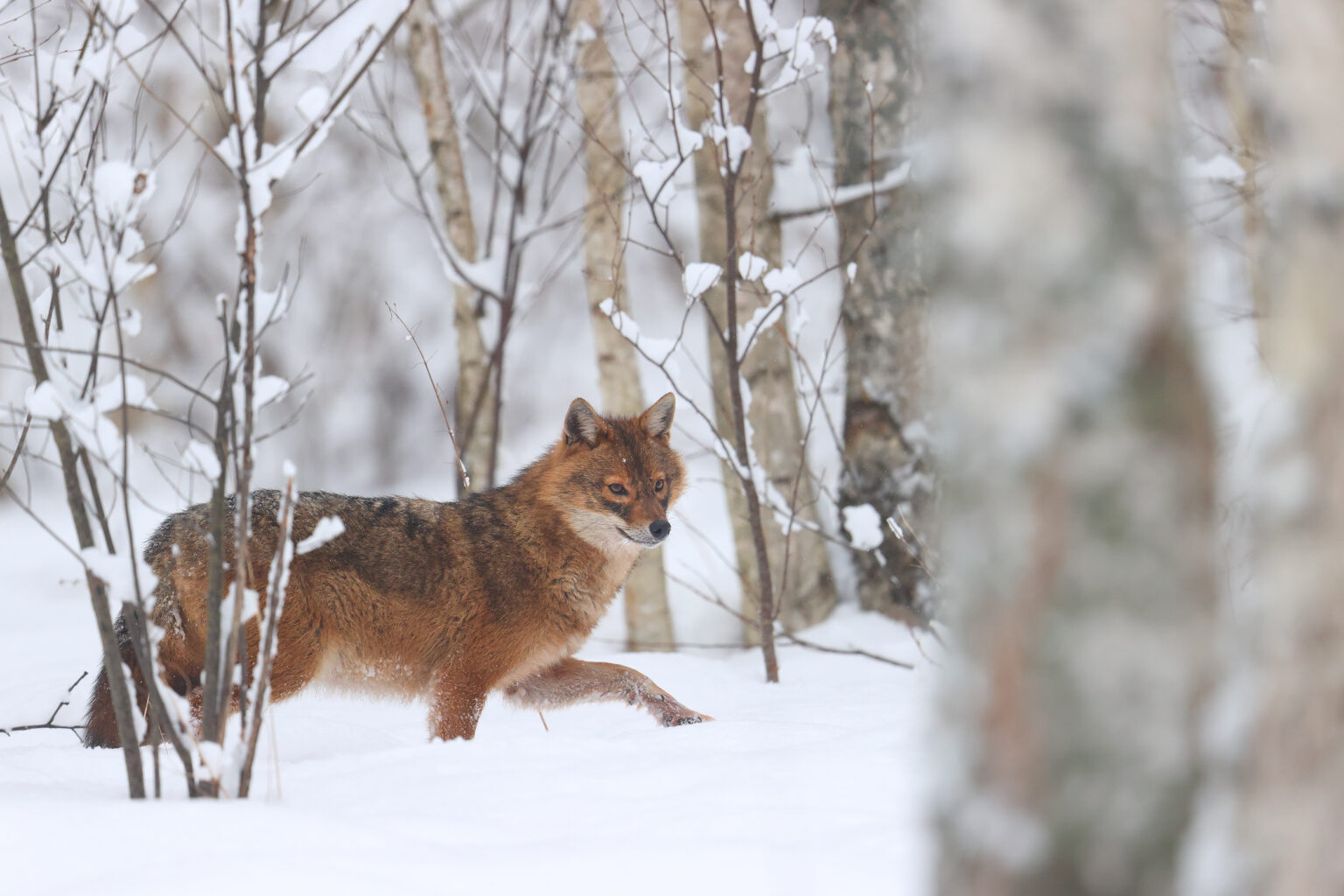VAATA LÄHEMALT: selgusid konkursi „Eesti talv“ võidutööd! - Fotojutud